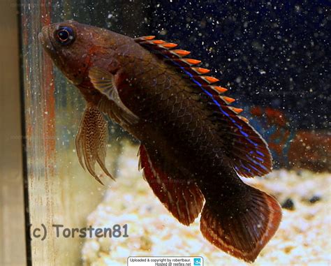 Reef Safe Predatory Fish Reef2reef