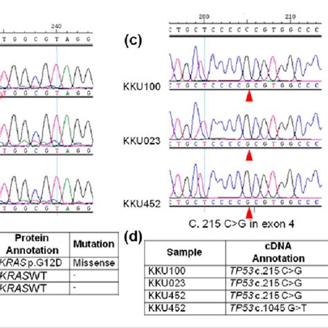 Kras And Tp53 Mutations In Cca Cells A The Representative Image Of Download Scientific