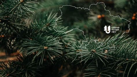 Східний лісовий офіс працюватиме по новому що зміниться для лісництв Дніпропетровщини Читайте