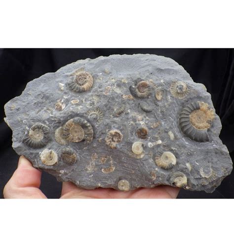 Fossils For Sale Fossils Jurassic Ammonite Cluster From