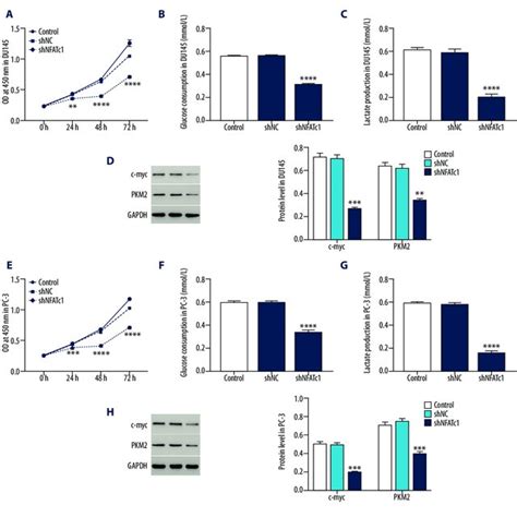 Down Regulation Of Nfatc1 Inhibited Proliferation And Warburg Effect In