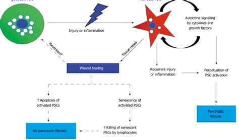 Fate Of Activated Pancreatic Stellate Cells The Fate Of Activated