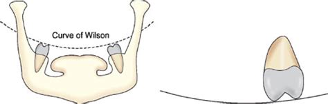 Compensating Curves Curve Of Spee Curve Of Wilson Curve Of 45 Off