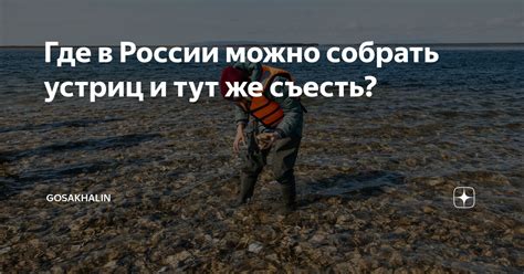 Где в России можно собрать устриц и тут же съесть Gosakhalin Дзен