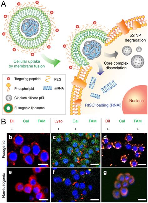 Membrane Fusion System For Sirna Delivery To Improve Immunogene