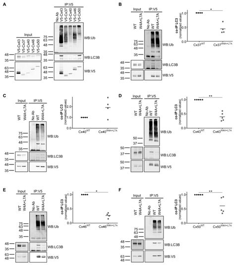 A Conserved Lir Motif In Connexins Mediates Ubiquitin Independent Binding To Lc3 Gabarap