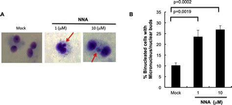 Genomic Instability Was Induced By Nna Exposure A Beas B Cells Were