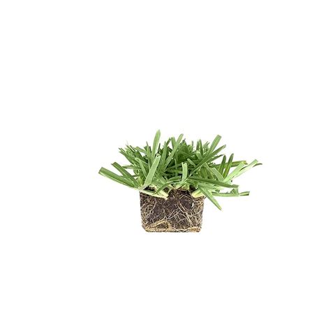 Buy St Augustine Floratam 3 Inch Sod Plugs 9 Extra Large Live