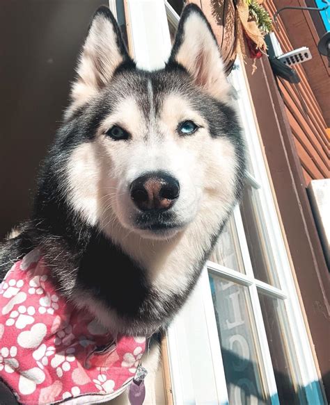 Meeka Always On The Look Out For 🐿 Like 👀 Facebook