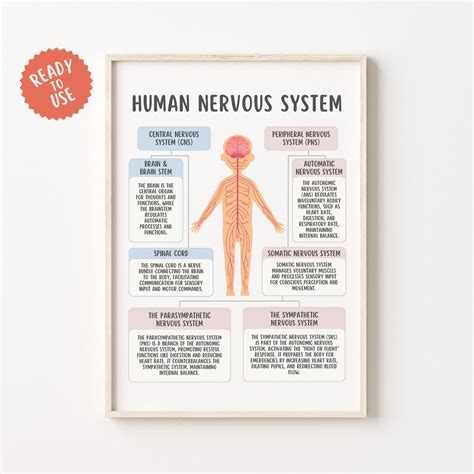 Human Nervous System Poster Fight Or Flight Response Brain Function