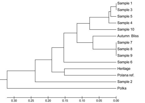 UPGMA Cluster Analyses Of Raspberry Download Scientific Diagram