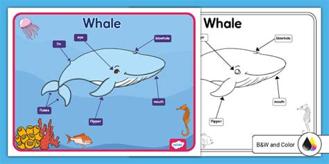 Whale Body Parts Poster World Ocean Day Twinkl Usa