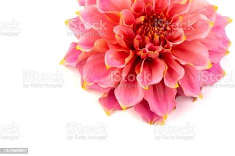 분홍색 노란색 흰색 신선한 달리아 꽃 매크로 사진 흰색 배경에 격리 밝은 색상과 노란색 흰색 하이라이트를 강조 하는 컬러그림 어머니의 날 배경 0명에 대한 스톡 사진 및