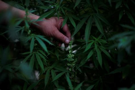 Regulación De La Marihuana En México Guía Completa Para Entender Qué