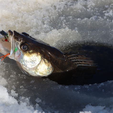 Kuhan Pilkintä Kalastajan Kanava