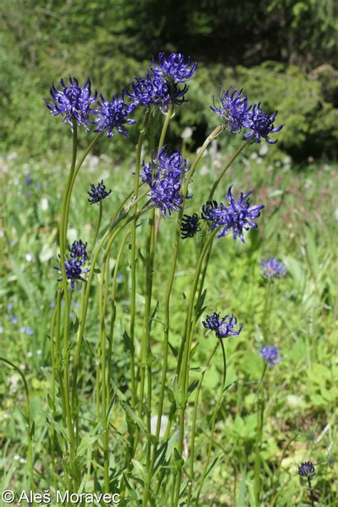 Phyteuma Orbiculare • Floravegeu