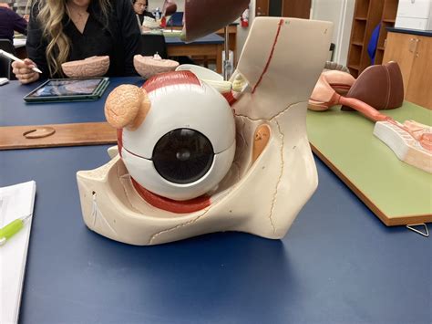 Large Eye Model Exterior Anterior Diagram Quizlet
