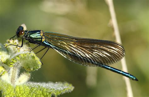La Libellule Photo Et Image Macro Nature Macro Insectes Libellules Images Fotocommunity
