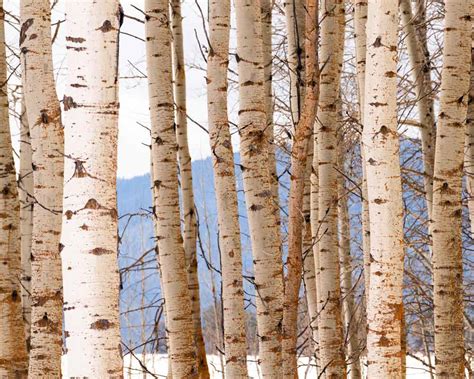 Tree Condition Survey Available For Single Trees Or Many Hellis