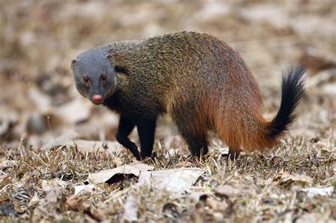 Mongoose схема подключения