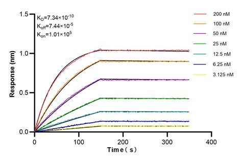 Il 1 Beta Antibody 84274 1 Rr Proteintech