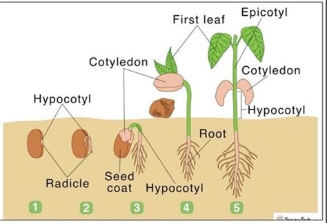 Botany Final Exam Flashcards Quizlet