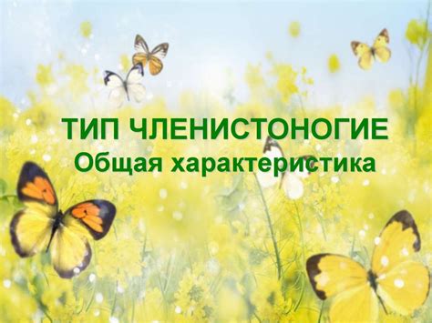 Тип членистоногие Общая характеристика презентация онлайн