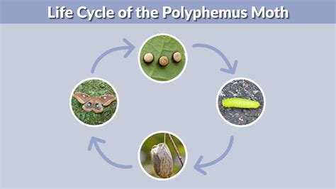 Polyphemus Moth Caterpillar Care Diet Life Cycle And Facts