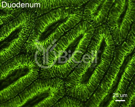 Claudin 3 Cldn3 Antibody Bicell Scientific®