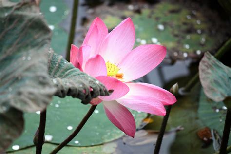 Red Lotus Flower In Blossom Free Stock Photo Public Domain Pictures