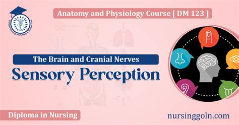 Sensory Perception The Brain And Cranial Nerves Nursing And Midwifery Gurukul Goln