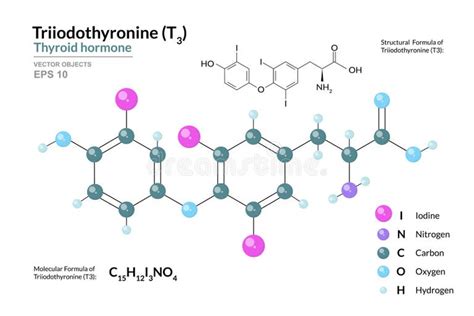 Triiodothyronine T3 Thyroid Hormone Structural Chemical Formula And 3d Model Of Molecule
