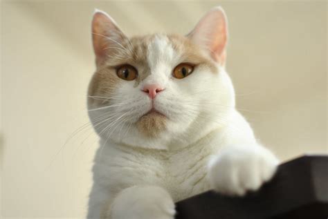 我輩は猫である By モモキ （id：5876796） 写真共有サイトphotohito