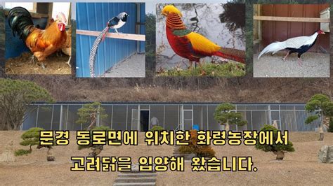 뒷뜰양계 문경 화령 농장에서 고려닭 입양해 오면서 닭장 구경을 하고 왔습니다 Feat 백한 은계 금계 Youtube