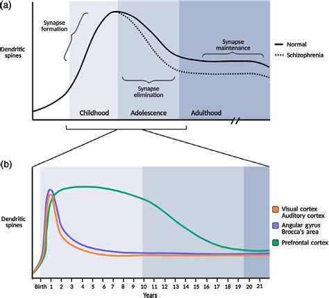 Complement And Microglia Dependent Synapse Elimination In Brain