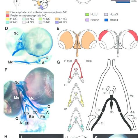 PDF Negative Effect Of Hox Gene Expression On The Development Of The Neural Crest Derived Skeleton