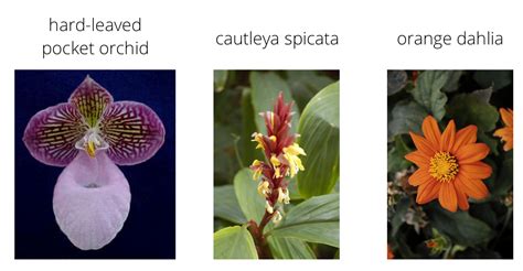 Github Edidiongarchibongesoimage Classifier Using Deep Learning The Goal Of This Project Was