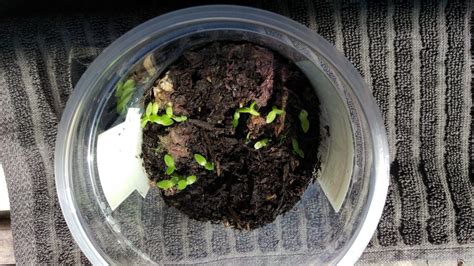 How To Grow Pitaya Dragon Fruit From Seed Basic Lowdown No Waffle