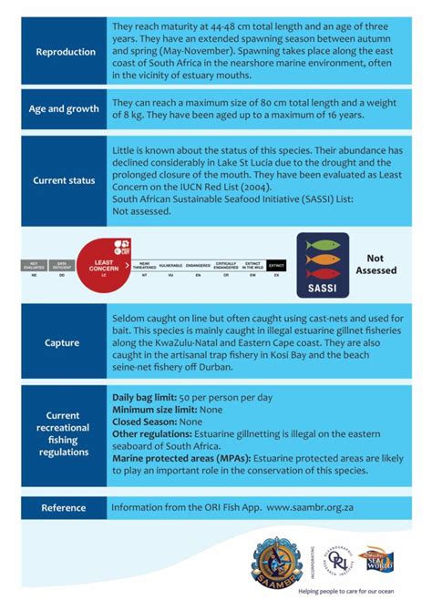 Flathead Mullet Saambr