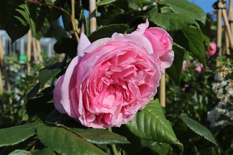 Rosa Kiss Me Kate Zeelandplant