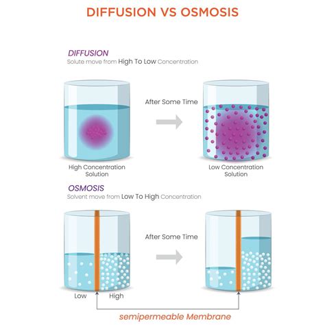 Diffusion Vs Osmosis Key Differences In Particle And Water Movement 52639760 Vector Art At Vecteezy