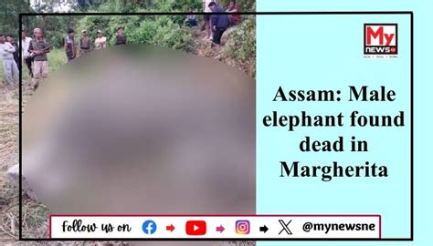 Assam Elephant Found Dead In Digboi Forest Division Electrocution