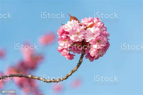 사쿠라 핑크 일본 벚꽃 꽃 봄 시간에 Pur 푸른 하늘에 대 한 피 0명에 대한 스톡 사진 및 기타 이미지 0명 계절 귀여운 Istock