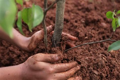 Meyve ağaçlarının vegetasyon dönemi hakkında her şey tanımı açıklama