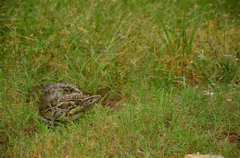 數位典藏平台 By 國立自然科學博物館