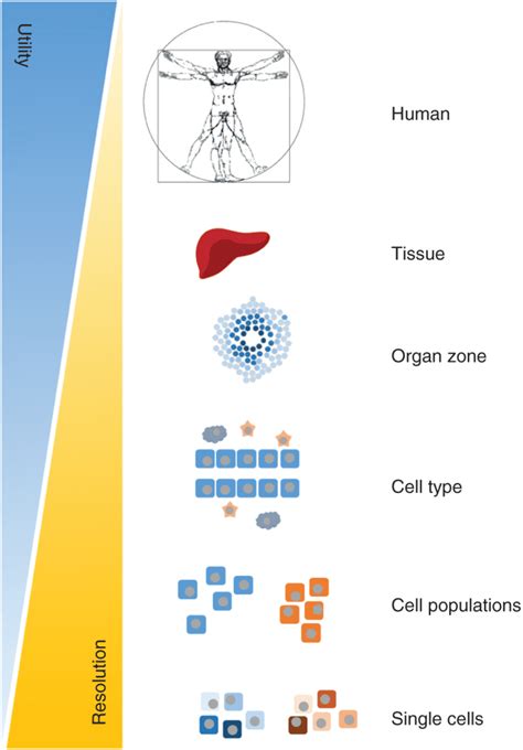 Using Genome Scale Metabolic Models For Human Diseases Advanced