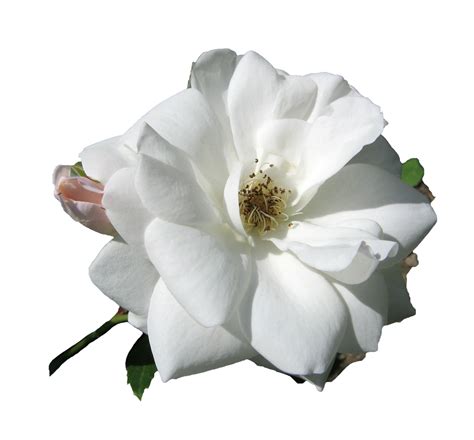 Free Images Blossom Open White Petal Bloom Isolated Rose
