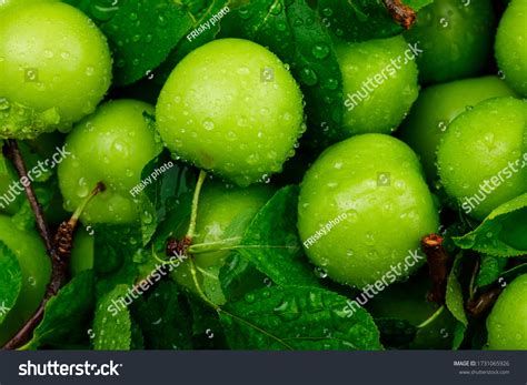Green Plum 207153개가 넘는 로열티 프리 라이선스 대상 스톡 사진 Shutterstock
