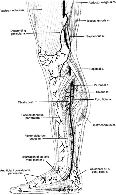 Angiosomes And Wound Care In The Diabetic Foot Foot And Ankle Clinics