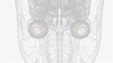 Premium Photo The Ciliary Ganglion Is One Of Four Parasympathetic